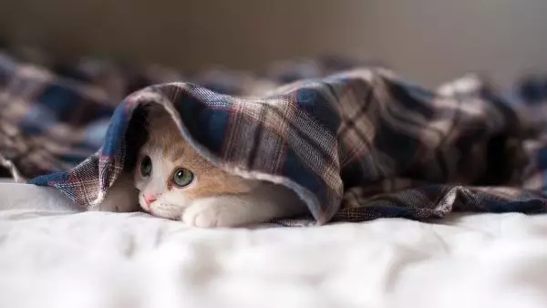 Маче крие под ќебе