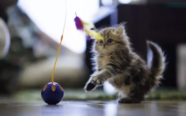 Playing Kitten