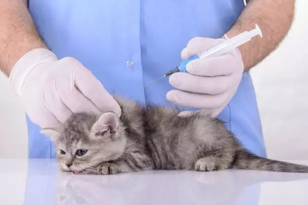 Маче вакцинирана