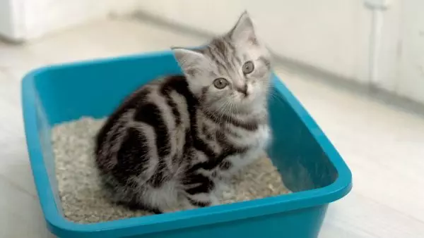 Kitten mune tray