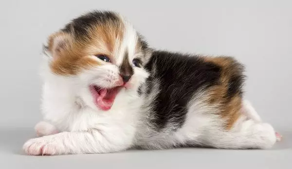 Macsa Kitten.