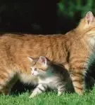 Gatto con gattino
