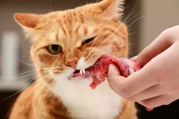 Мачка једе месо
