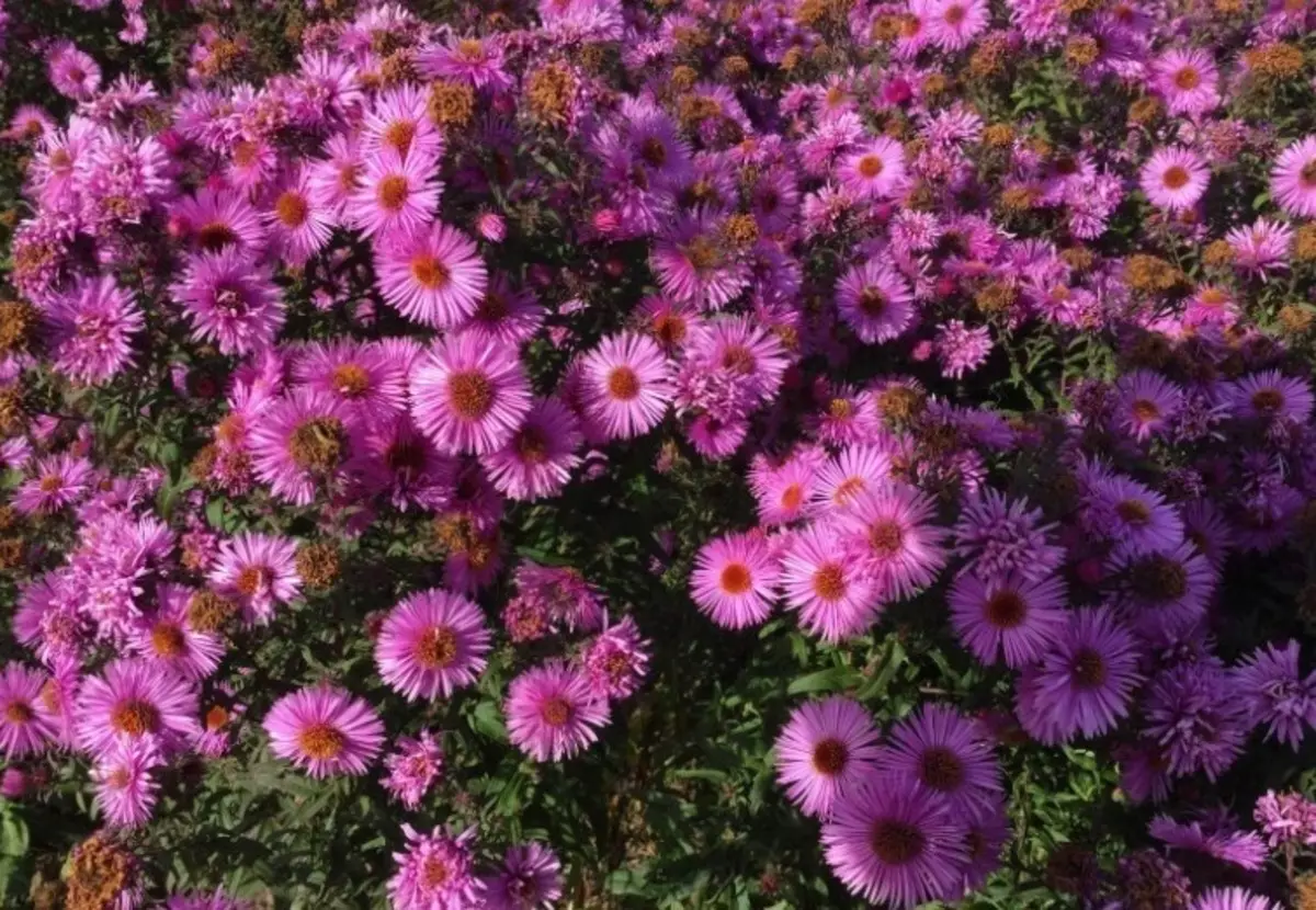 Variedades populares de ASTRA americana que florecen en otoño. 995_4