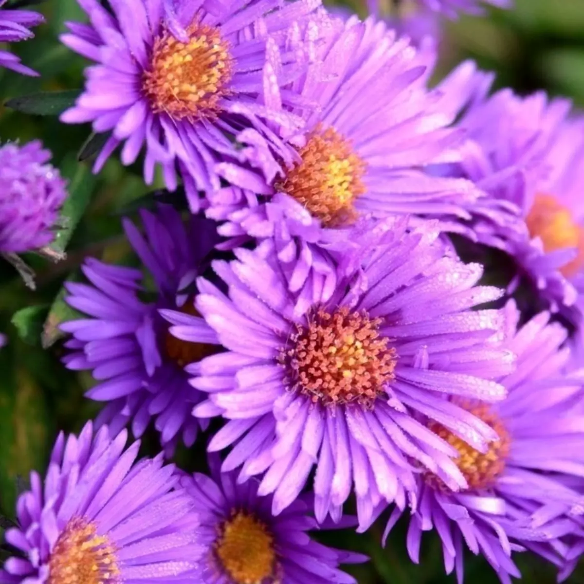 Các loại phổ biến của Astra người Mỹ nở hoa vào mùa thu 995_5