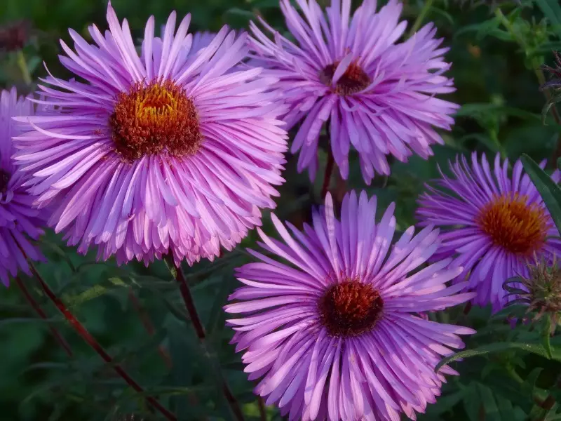 Các loại phổ biến của Astra người Mỹ nở hoa vào mùa thu 995_7