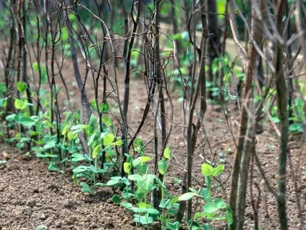 Backups għal sprouts tal-piżelli