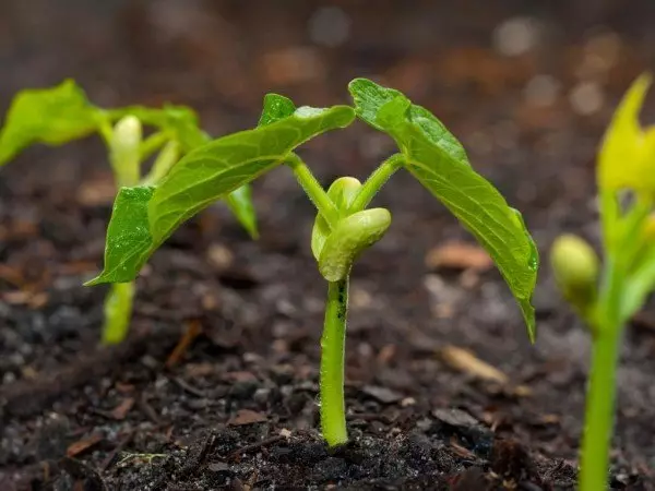 Awọn abereyo ti pea