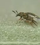 Нээлттэй хөрсөнд вандуй өсөн нэмэгдэж, агротехникч + зураг, видео 99_6