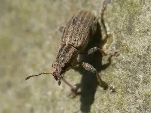 Guisante en crecimiento en tierra abierta, agrotechnics + foto y video 99_9